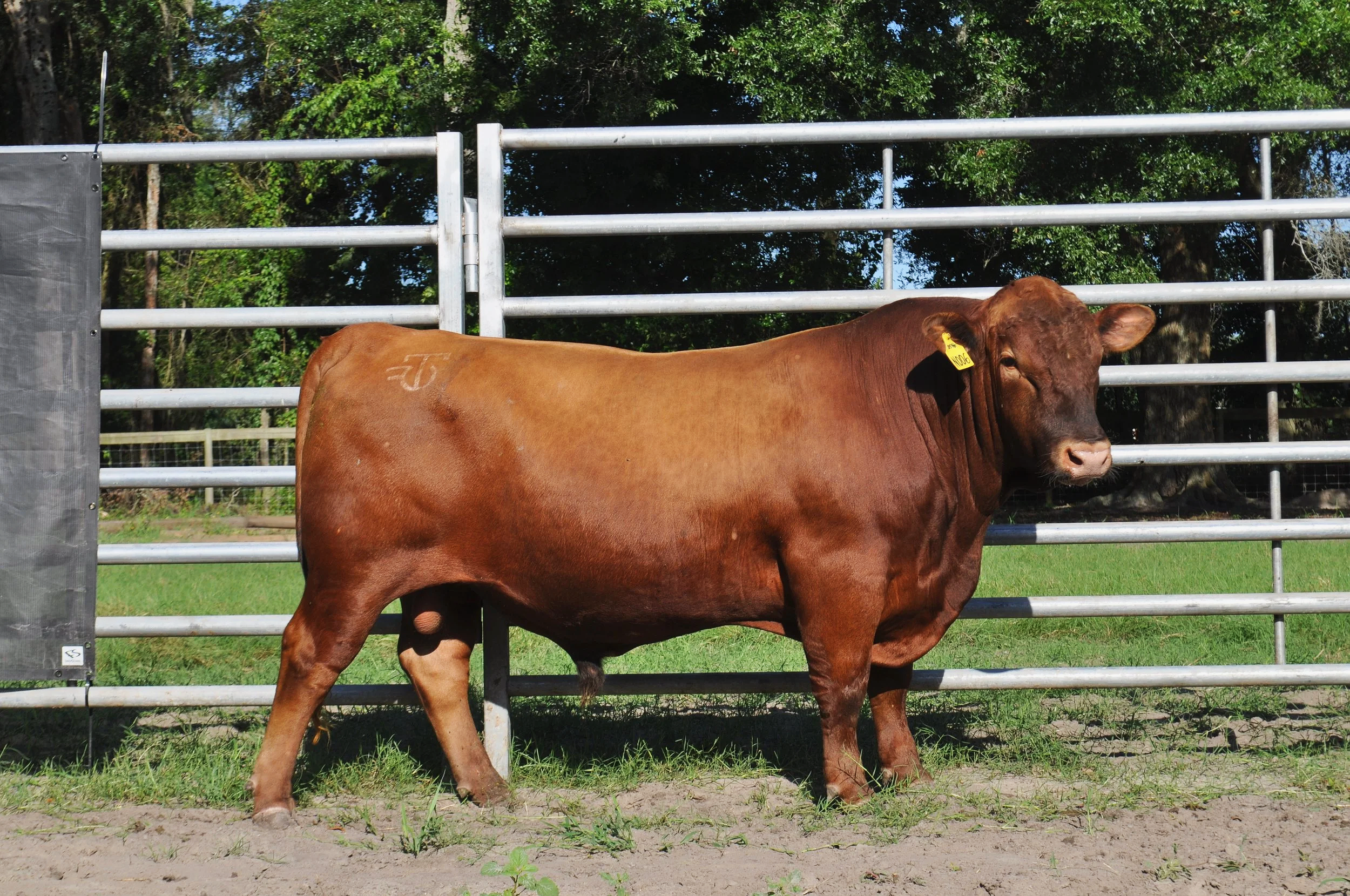 Our Herd | Registered Red Angus Seedstock Bulls for Sale High Springs ...
