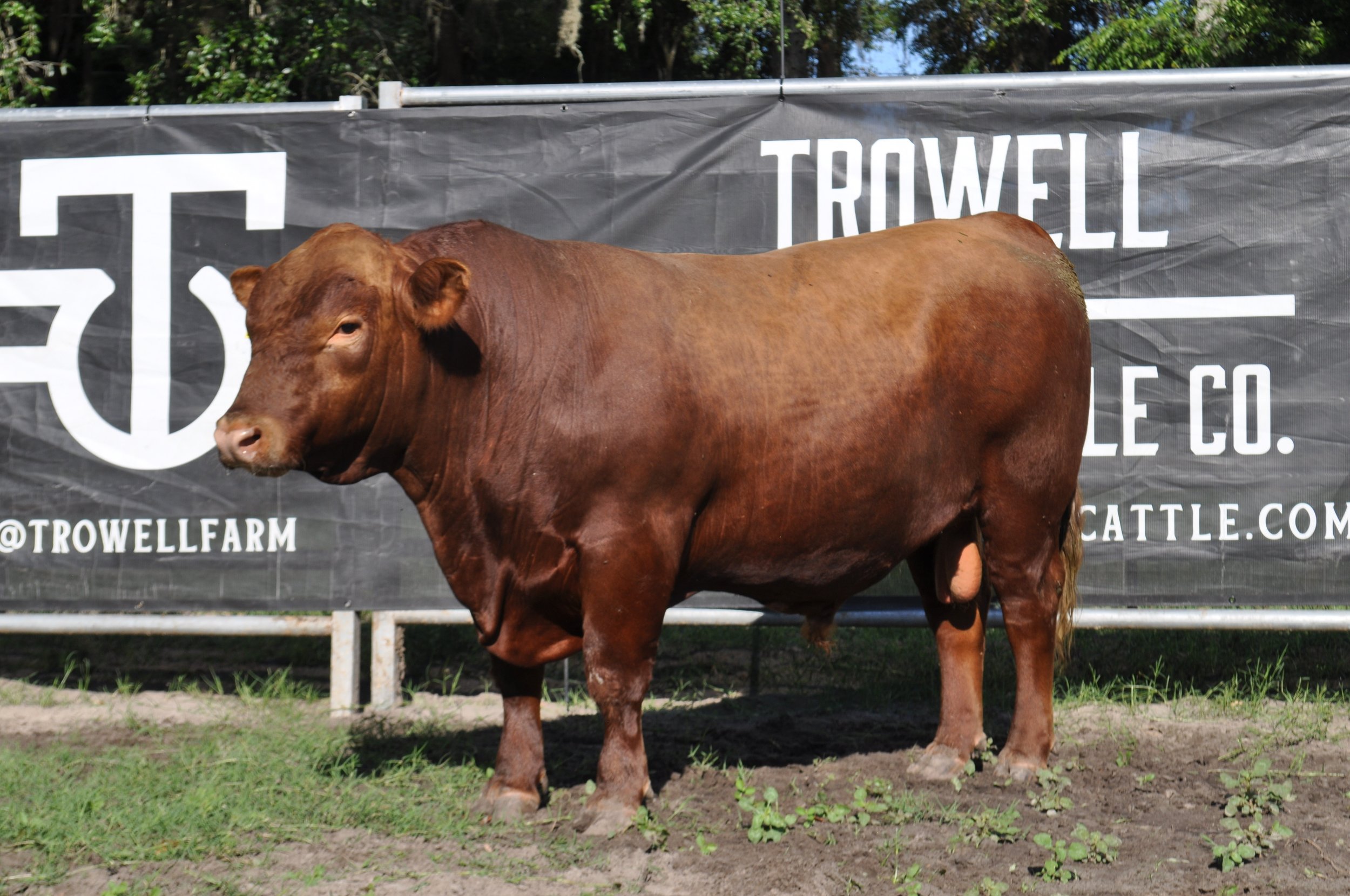 Our Herd | Registered Red Angus Seedstock Bulls for Sale High Springs ...
