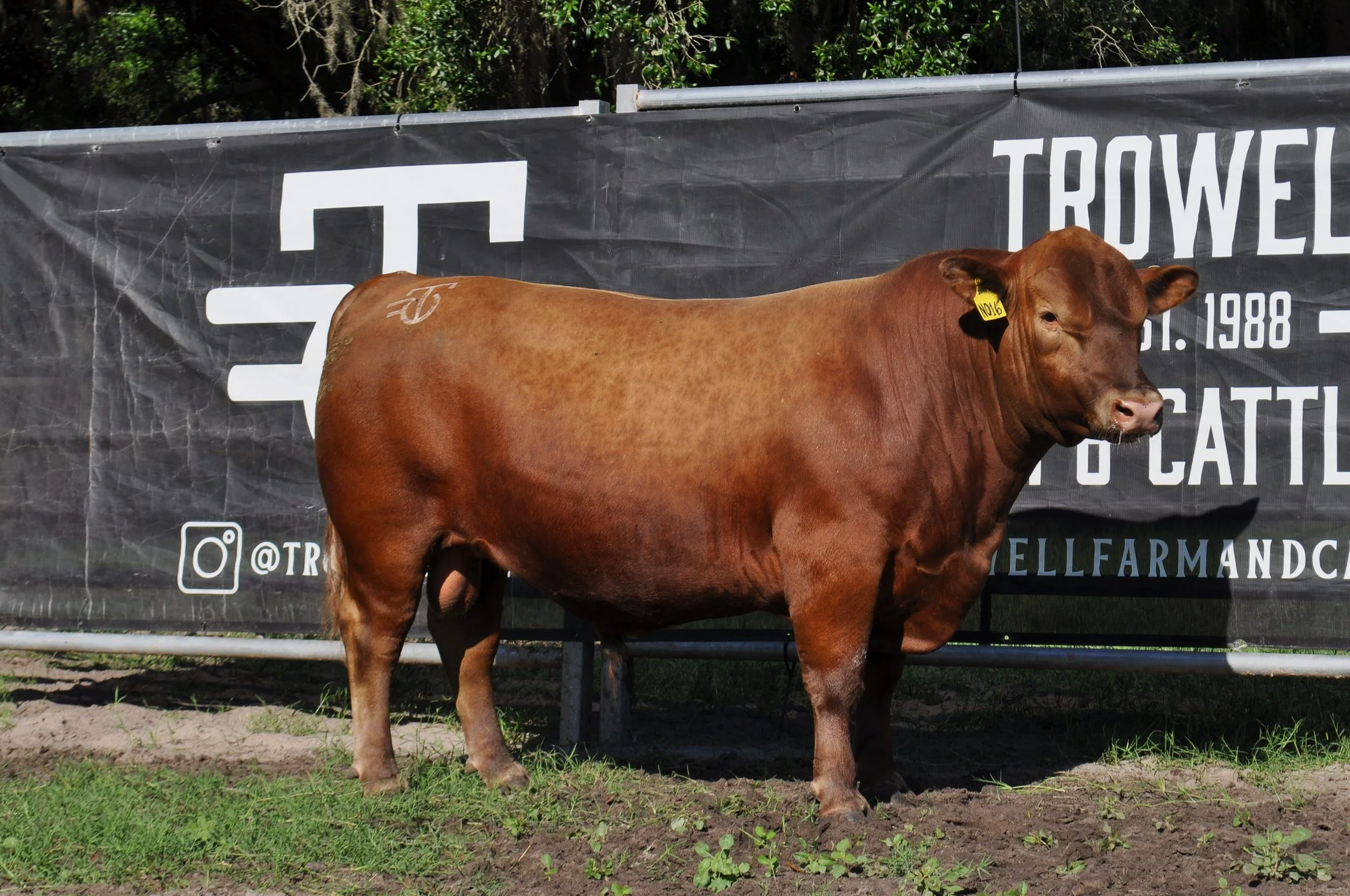 Our Herd | Registered Red Angus Seedstock Bulls for Sale High Springs ...