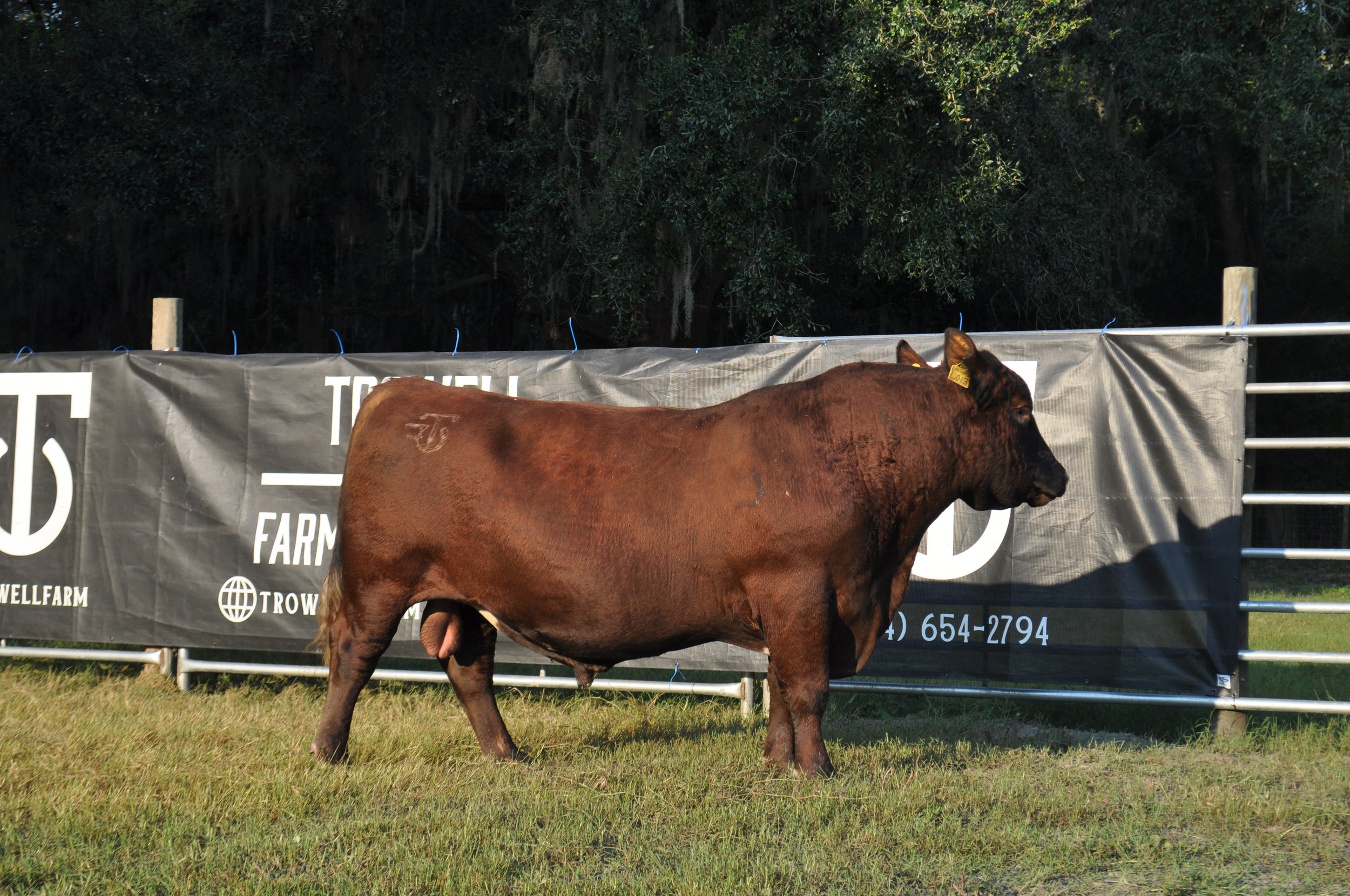 Our Herd | Registered Red Angus Seedstock Bulls for Sale High Springs ...